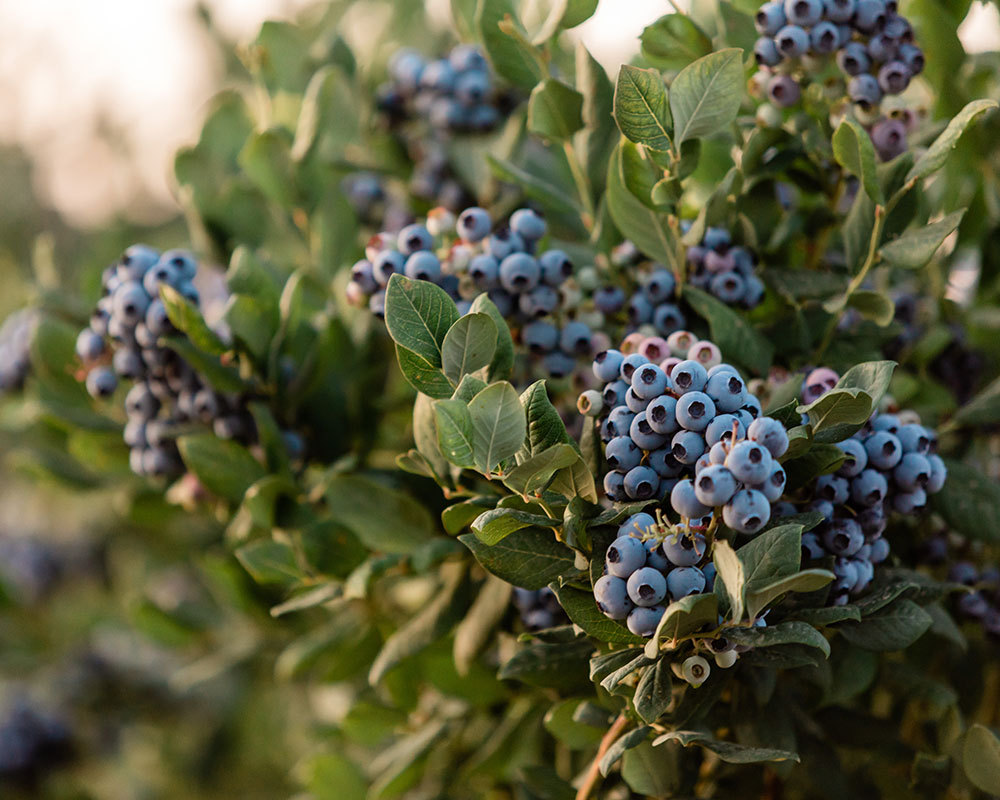 Organic Blueberry FAQs - Root 24 Farms - Organic Blueberries